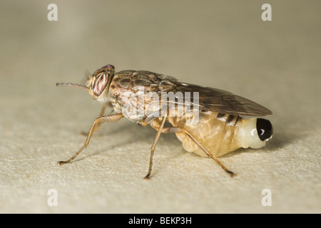 female Savannah Tsetse Fly (Glossina morsitans morsitans) giving birth ...
