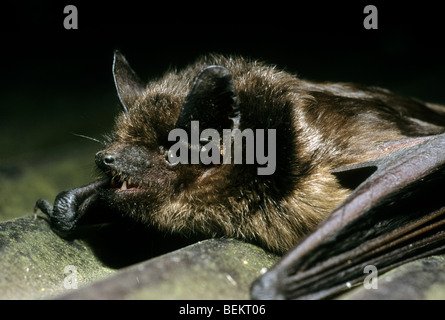 serotine bat (Eptesicus serotinus), hanging at a rock wall, calling ...