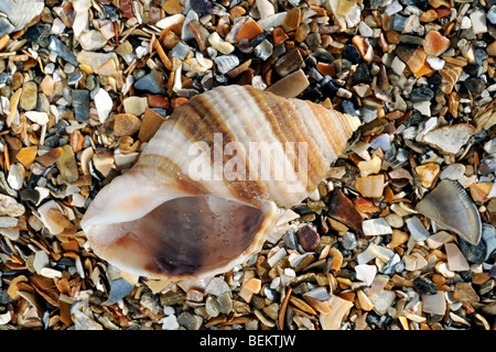 Dog whelk, dogwhelk, Atlantic dogwinkle, Nordische Purpurschnecke ...