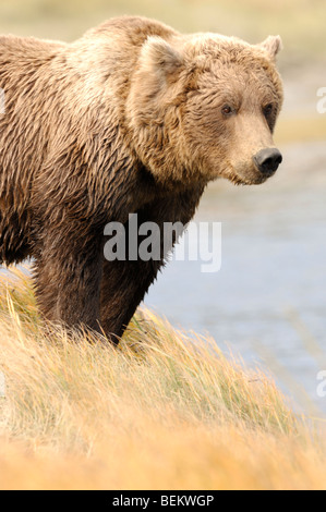 Alaskan brown bear standing on the ledge overlooking rapids at McNeil ...