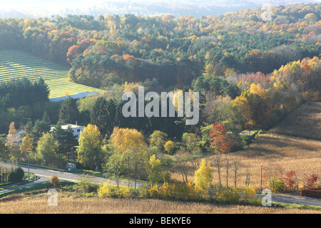 Beech- oak mixed forest in springtime Stock Photo - Alamy