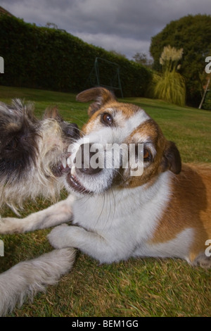Jack Russell Terriers playing, biting his cheek Stock Photo - Alamy
