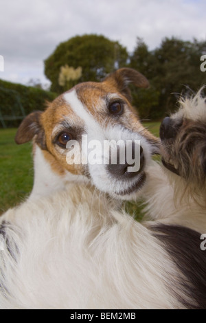 a sad male Jack Russell Terrier with a bandaged, injured paw lies in ...