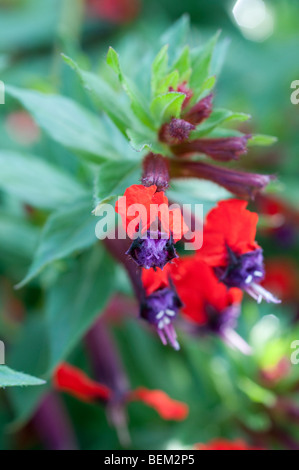 Cuphea llavea, Bat Face Flower Stock Photo - Alamy