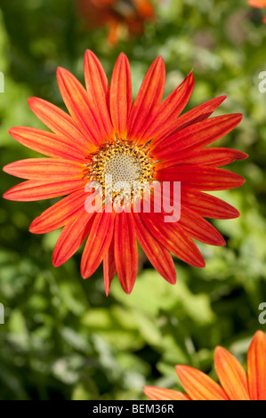 Arctotis x hybrida 'Flame' Stock Photo - Alamy