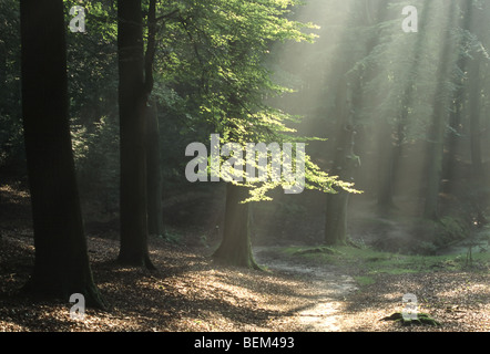 Early morning in the beech forest with fog, Cindrel mountains, Romania ...