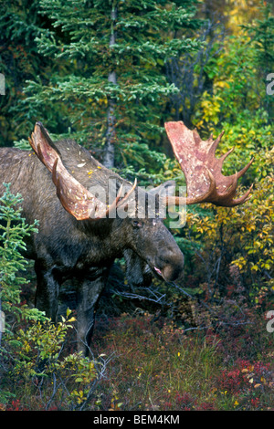 Elk, Alces alces, Denali N.P., Alaska, Elch (Alces alces Stock Photo ...