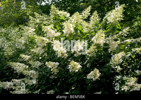 Hydrangea paniculata Greenspire Stock Photo - Alamy