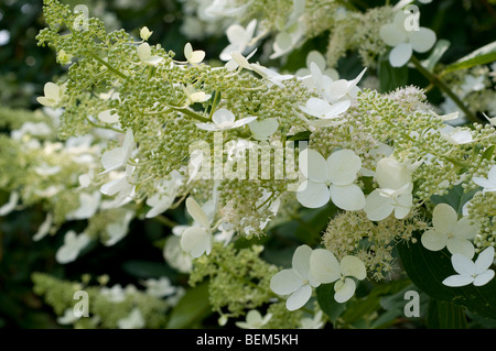Hydrangea paniculata Greenspire Stock Photo - Alamy