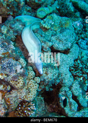 Moray Eel at the Red Sea Egypt Stock Photo - Alamy