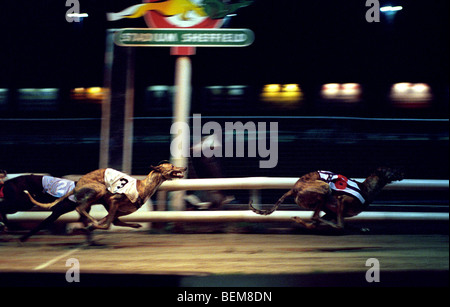 Greyhound racing at Owlerton stadium, Sheffield. 29/9/05 Stock Photo ...
