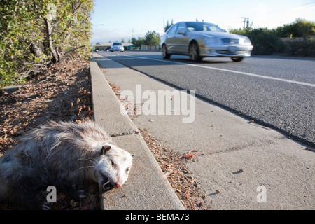 opossum marsupial possum possums mammal ohio Stock Photo - Alamy