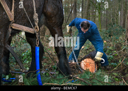 Forester pulling tree trunk / log from forest with Belgian Draft horse ...
