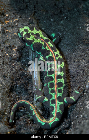 newt, Marbled, Newt, Triturus, marmoratus, amphibian Stock Photo - Alamy