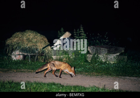 Fox hunting at night Stock Photo - Alamy