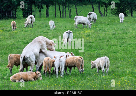 Bull mating with a cow in a field Stock Photo - Alamy
