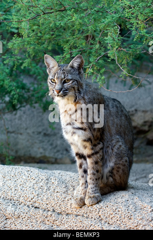 Bobcat (Lynx rufus / Felis rufus) sitting in shade at cave entrance ...