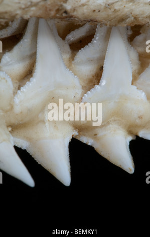 Shark upper jaw showing multiple layers of serrated teeth, Madagascar ...