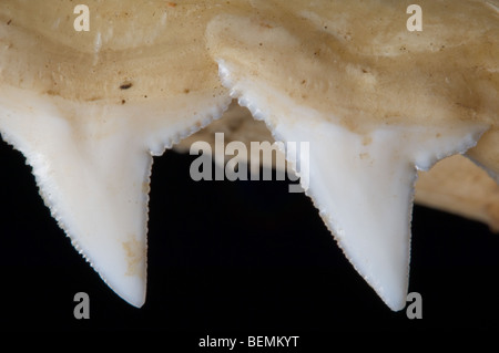 Close up upper jaw showing insectivorous spike-like incisors / front ...