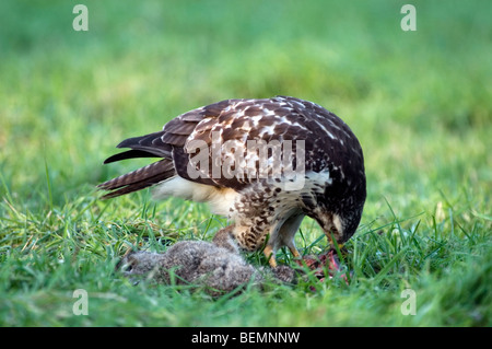 Common Buzzard eating rabbit Stock Photo - Alamy