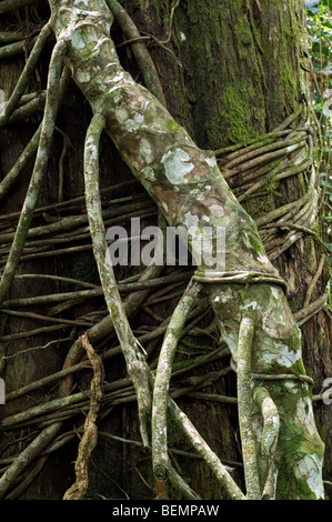 Roots of a strangler fig tree climb up the trunk of a baobab tree like ...