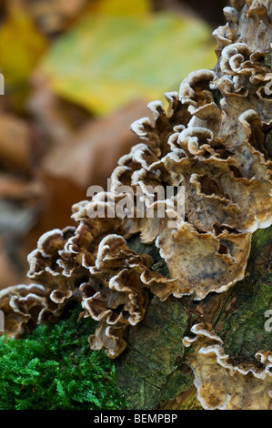 Bleeding Oak Crust Fungus, Stereum gausapatum Stock Photo - Alamy