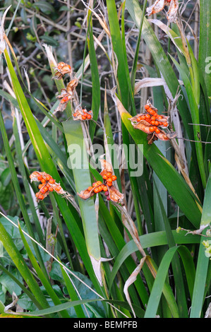Stinking Iris Iris foetidissima Photographed in Dorset England seed ...