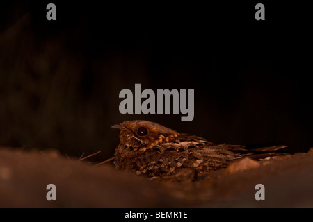 Square tailed or Mozambique Nightjar Caprimulgus fossii South Luangwa ...