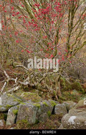 Rowan on a tree Stock Photo - Alamy