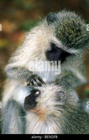 Two vervet monkeys social grooming fur on head (Cercopithecus aethiops ...
