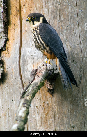 Eurasian hobby Falco subbuteo (captive), adult male, profile head shot ...
