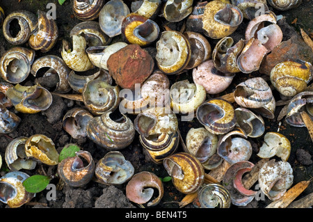 Broken snail shells at stones at song thrush's anvil (Turdus philomelos ...