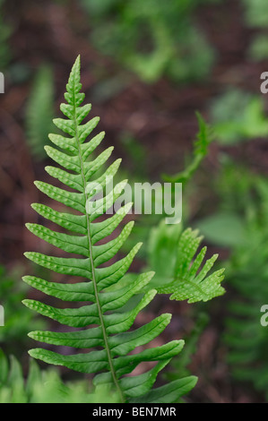 - common polypody (Polypodium vulgare) Common polypody Stock Photo - Alamy