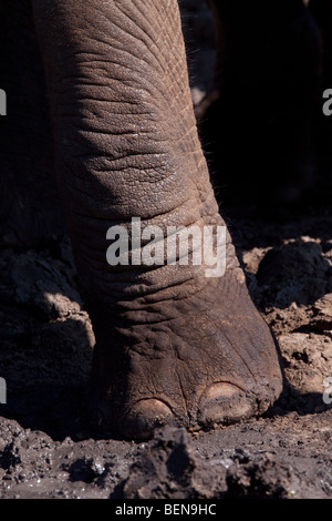 African elephant (Loxodonta africana), feet of an elephant, Tanzania ...
