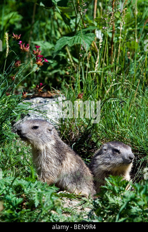 Two young Alpine Marmots, Marmota marmota, play fighting in green grass Stock Photo - Alamy