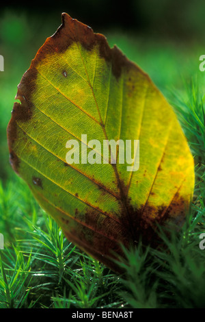 Autumn forest with a yellow moss on oak trees Stock Photo - Alamy