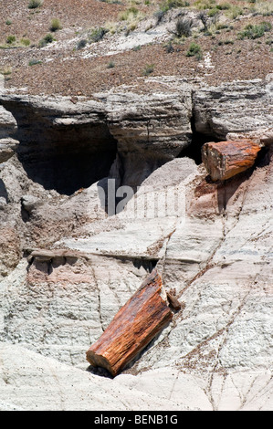 Badlands landscape with tree trunks in Petrified Forest National Park ...