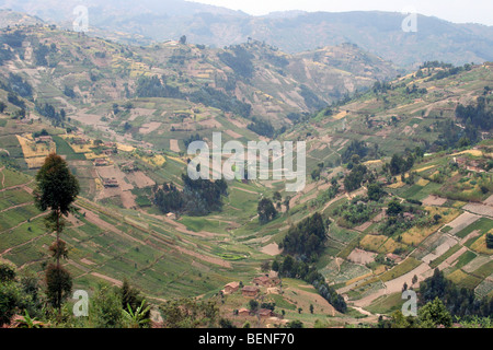 Farmland with fields and farms after deforestation of rainforest in the ...