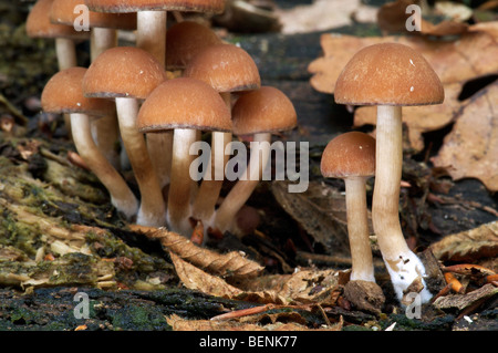 Brittlecap toadstools / Common Stump Brittlestem (Psathyrella ...