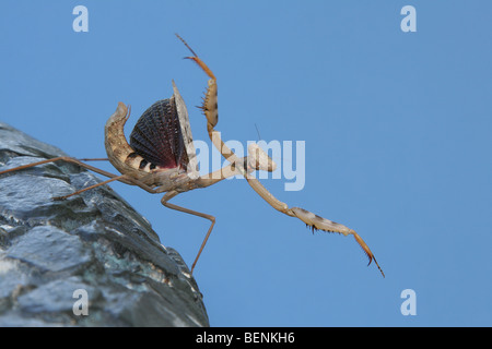 Praying Mantis Pose Stock Photo: 83549206 - Alamy