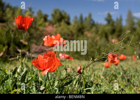 Dar Tassa, Morocco, poppy in field Stock Photo - Alamy