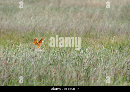 Black-backed jackal in Etosha Stock Photo - Alamy