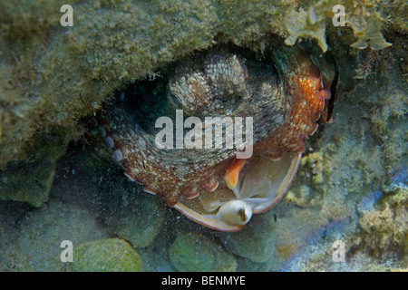 Octopus eating cockles outside its nest Stock Photo - Alamy
