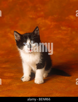 adorable meowing red kitten outdoors Stock Photo - Alamy