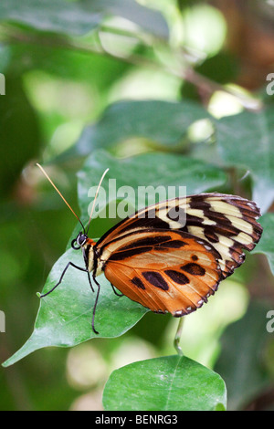 Large Tiger Butterfly (Lycorea cleobaea Stock Photo - Alamy