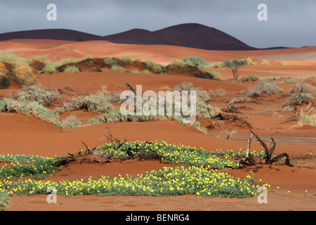 Flowers in Sossusvlei, Namib-Desert, Namibia, landscape Stock Photo - Alamy