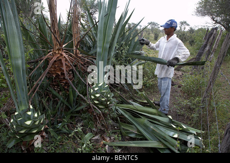 Brazil Growing sisal in Bahia Stock Photo - Alamy