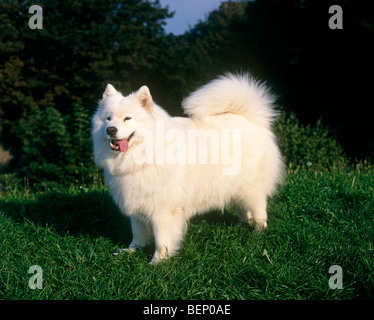 Fluffy white Samoyed puppies dogs are playing with toy Stock Photo - Alamy
