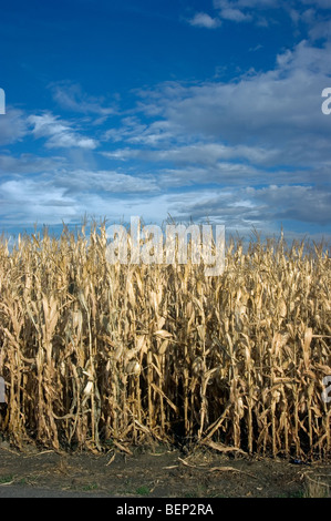 Corn rows growing on rural farm Stock Photo - Alamy