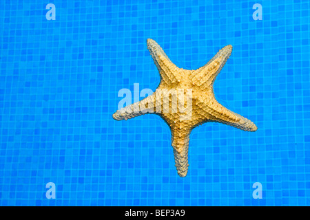 Starfish floating in bright blue pool water Stock Photo - Alamy
